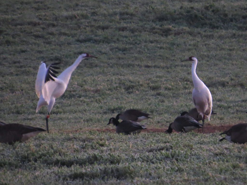 Experience drives innovation of new migration patterns of whooping ...