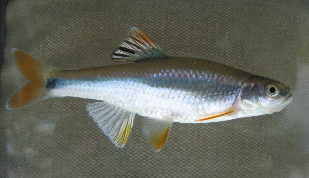Patterns and drivers of fish extirpations in rivers of the American ...