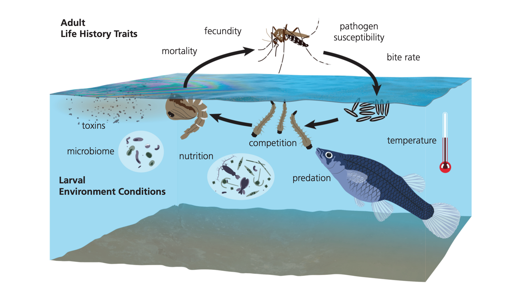 Carry-over Effects of the Larval Environment in Mosquito-Borne Disease ...